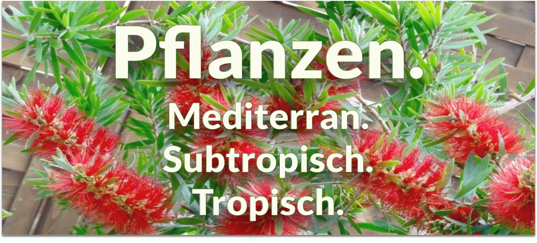 Exotische Samen und Pflanzen - fesaja-versand