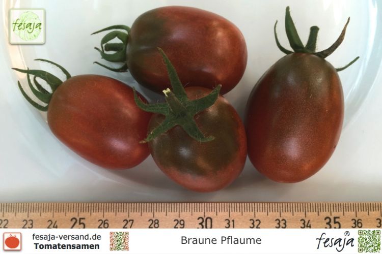 Braune Pflaume - fesaja-versand